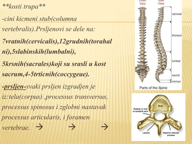 Anatomija kostiju Ivana Jelkic | PPTX