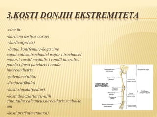 Anatomija kostiju Ivana Jelkic | PPTX