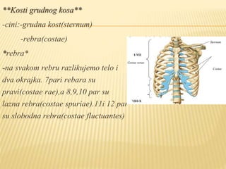 Anatomija kostiju Ivana Jelkic | PPT