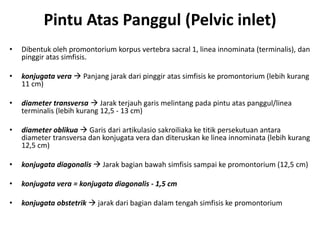 ANATOMI JALAN LAHIR.pdf