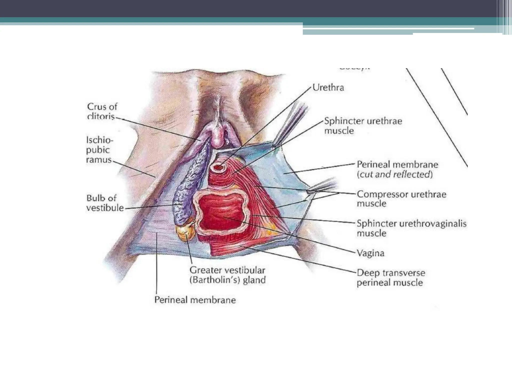 Anatomi Jalan Lahir - Tulang, Otot, Ligamen.pptx