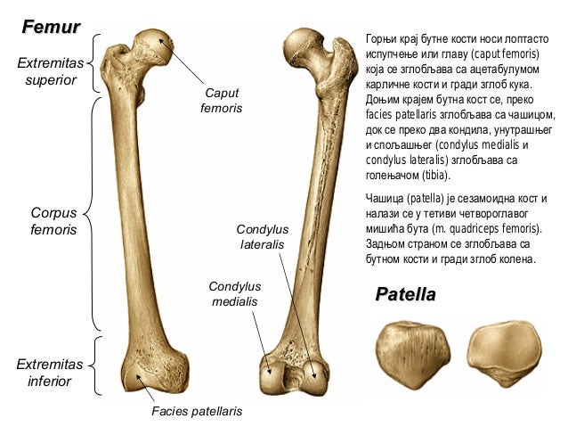 Anatomija lokomotornog sistema
