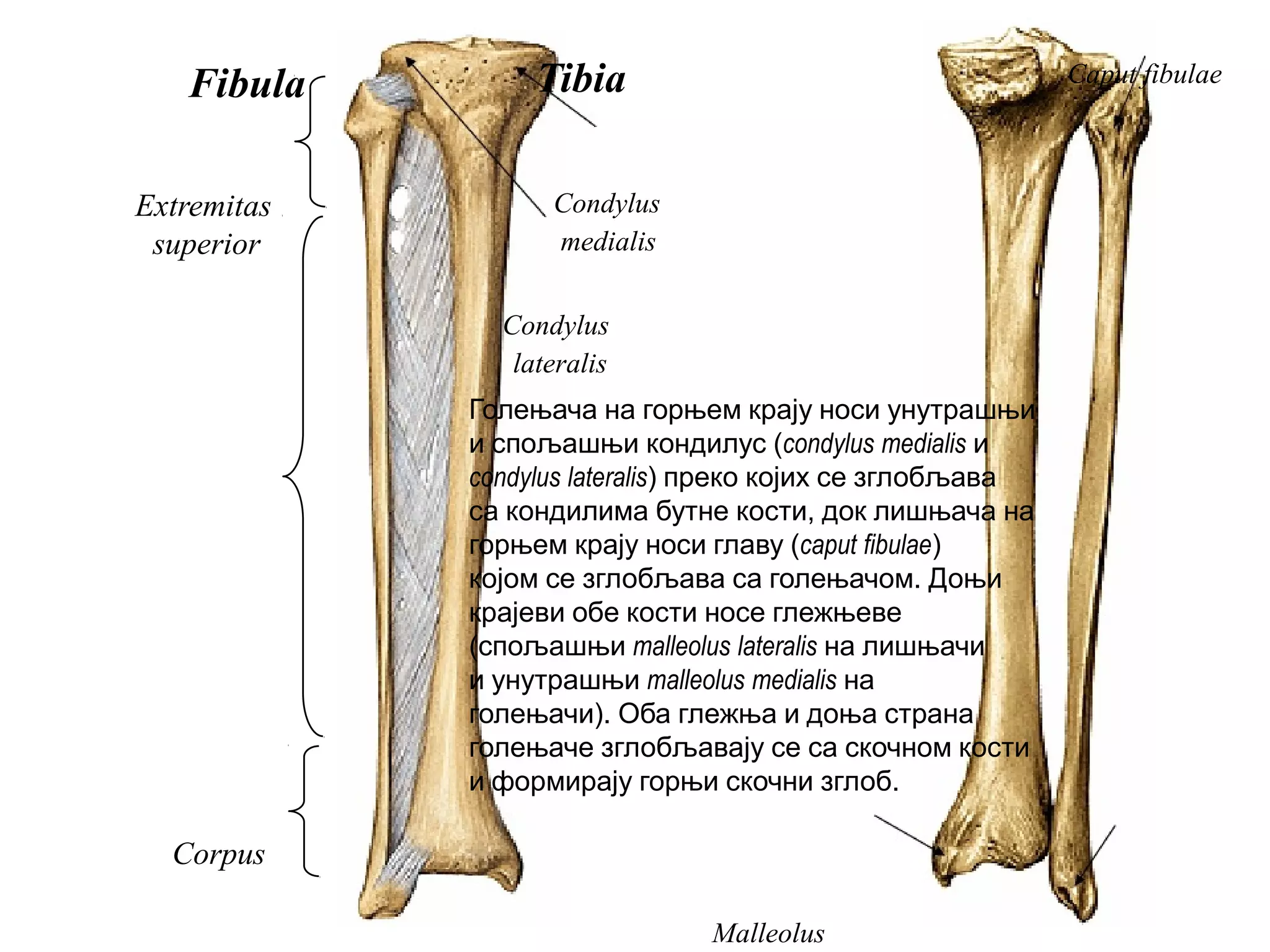 Anatomija lokomotornog sistema | ODP