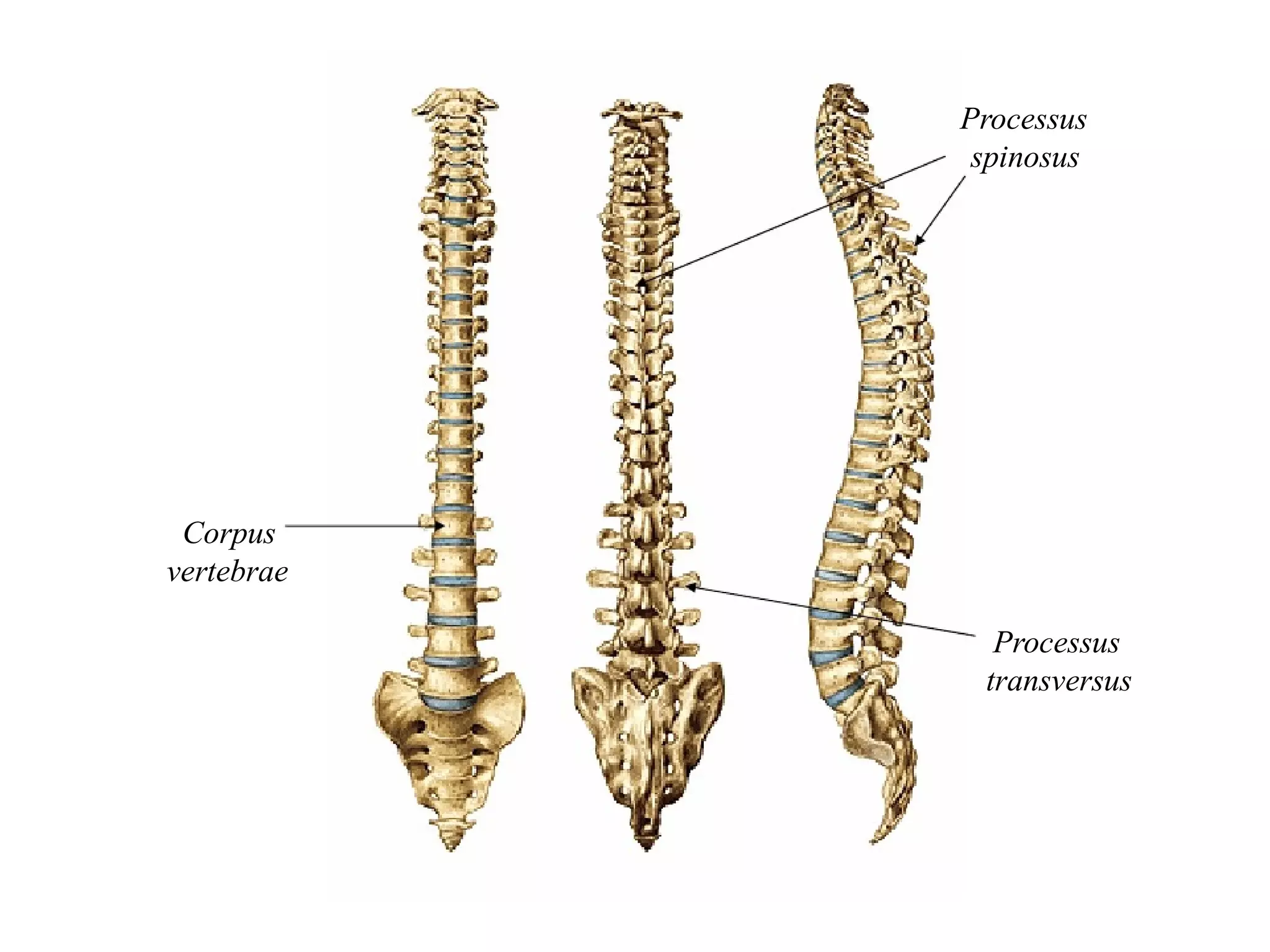 Anatomija lokomotornog sistema | ODP