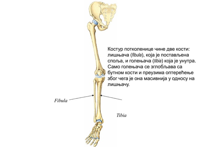 Anatomija lokomotornog sistema | PPT