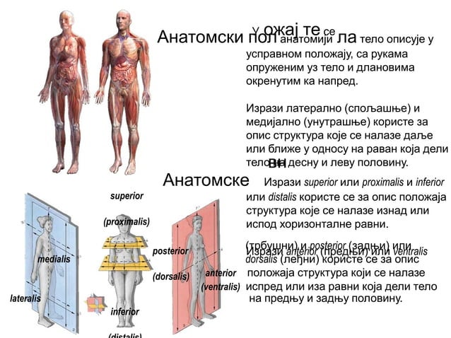 Anatomija lokomotornog sistema | PPT