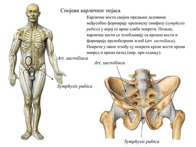 Anatomija lokomotornog sistema | PPT