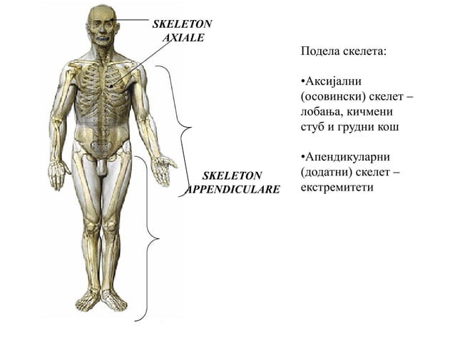 Anatomija lokomotornog sistema | PPT