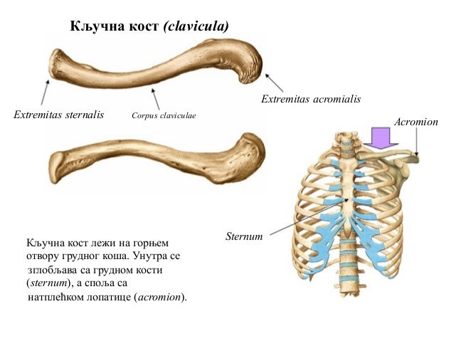 Anatomija lokomotornog sistema