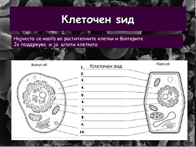 Anatomija na kletka rast