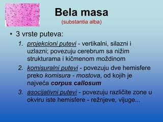 Anatomija nervnog sistema | PDF