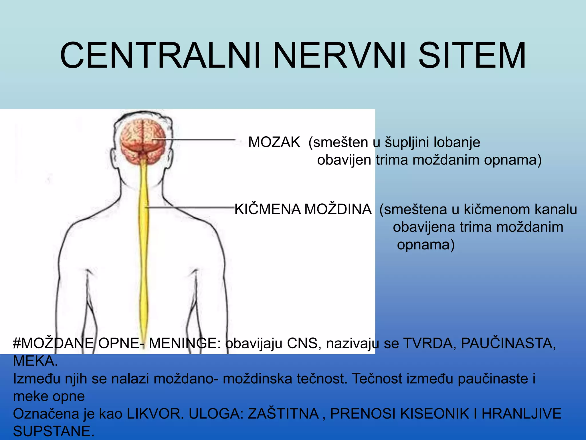 Anatomija CNS-a | PDF