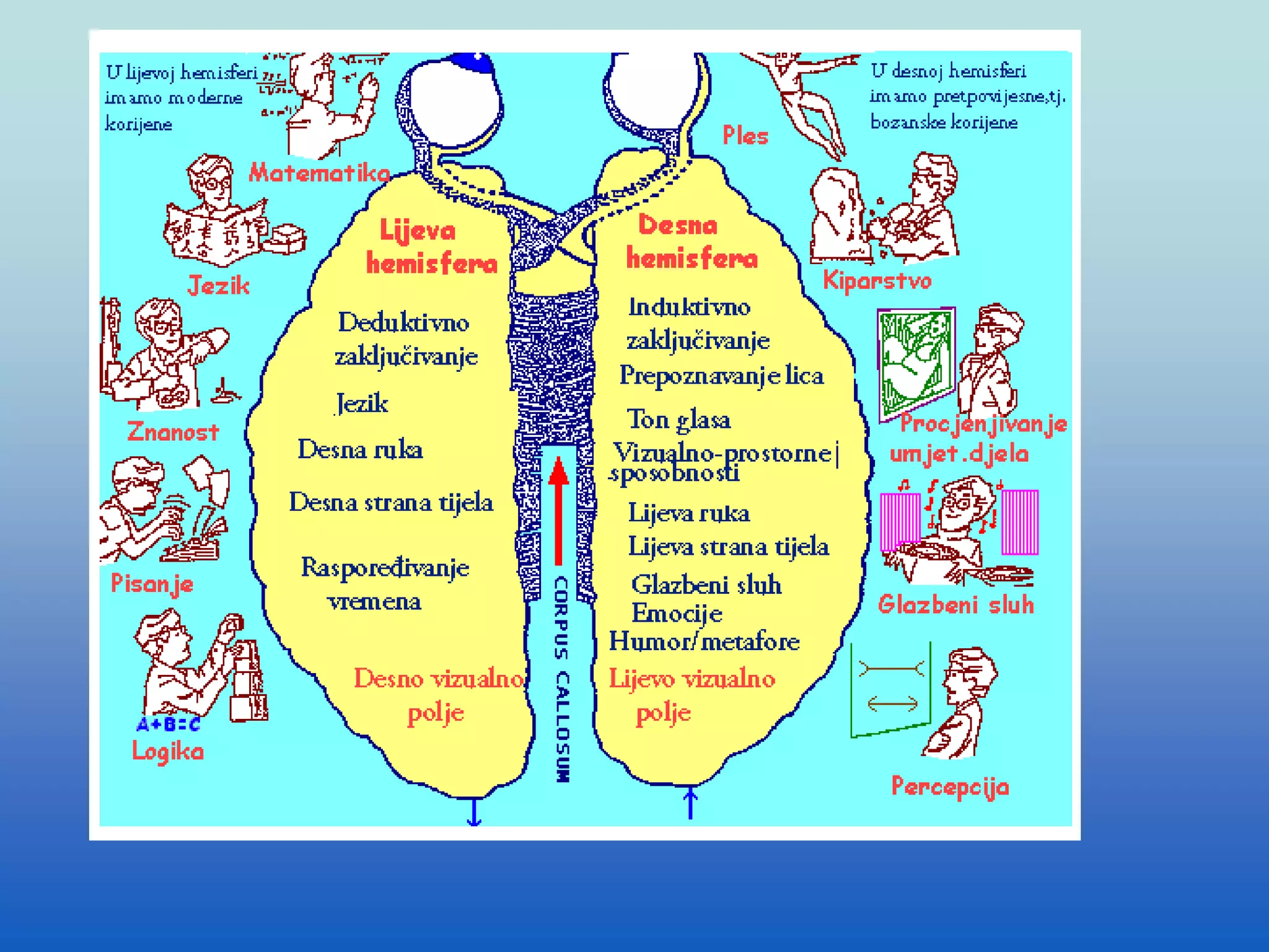 Anatomija CNS-a | PDF