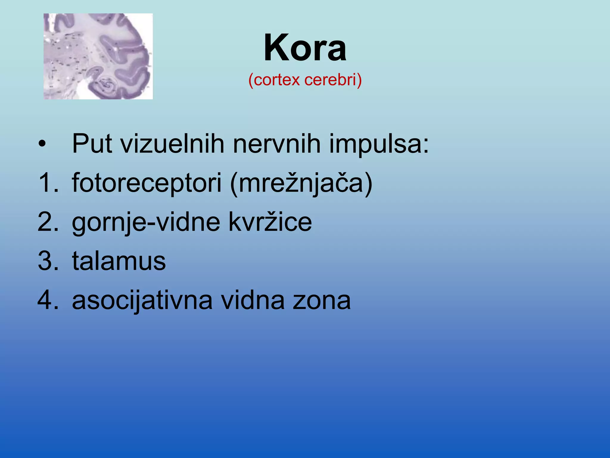 Anatomija CNS-a | PDF