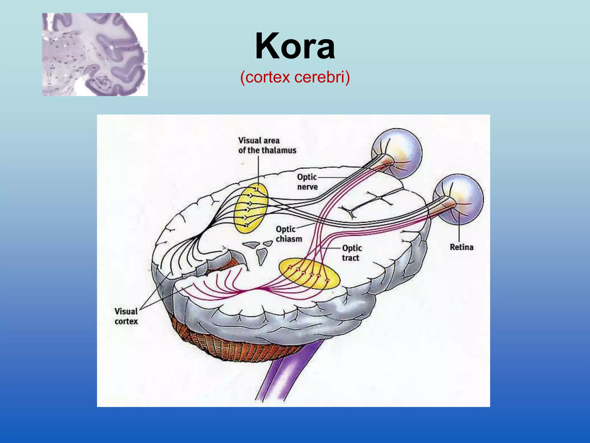 Anatomija CNS-a | PDF