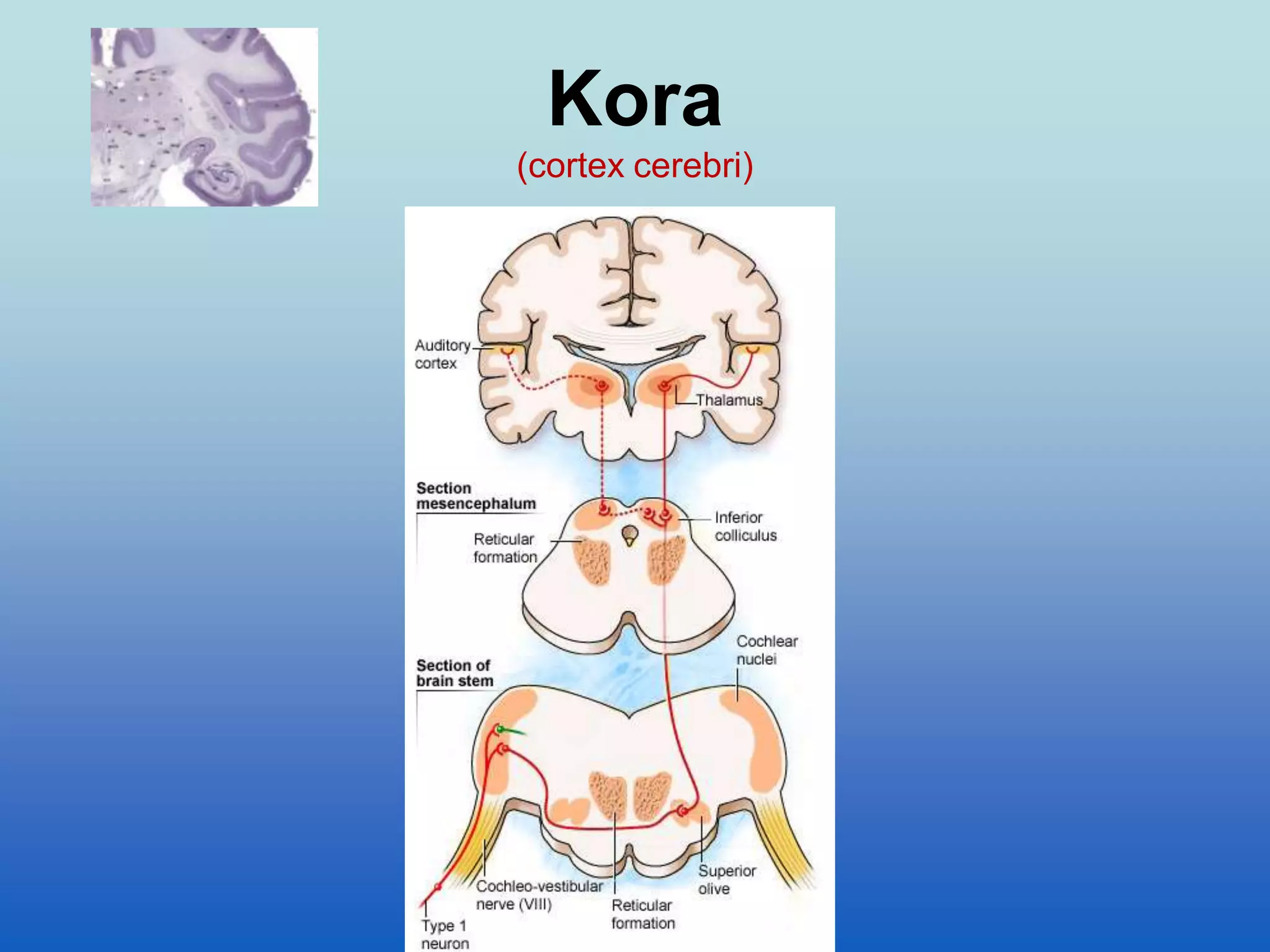 Anatomija CNS-a | PDF