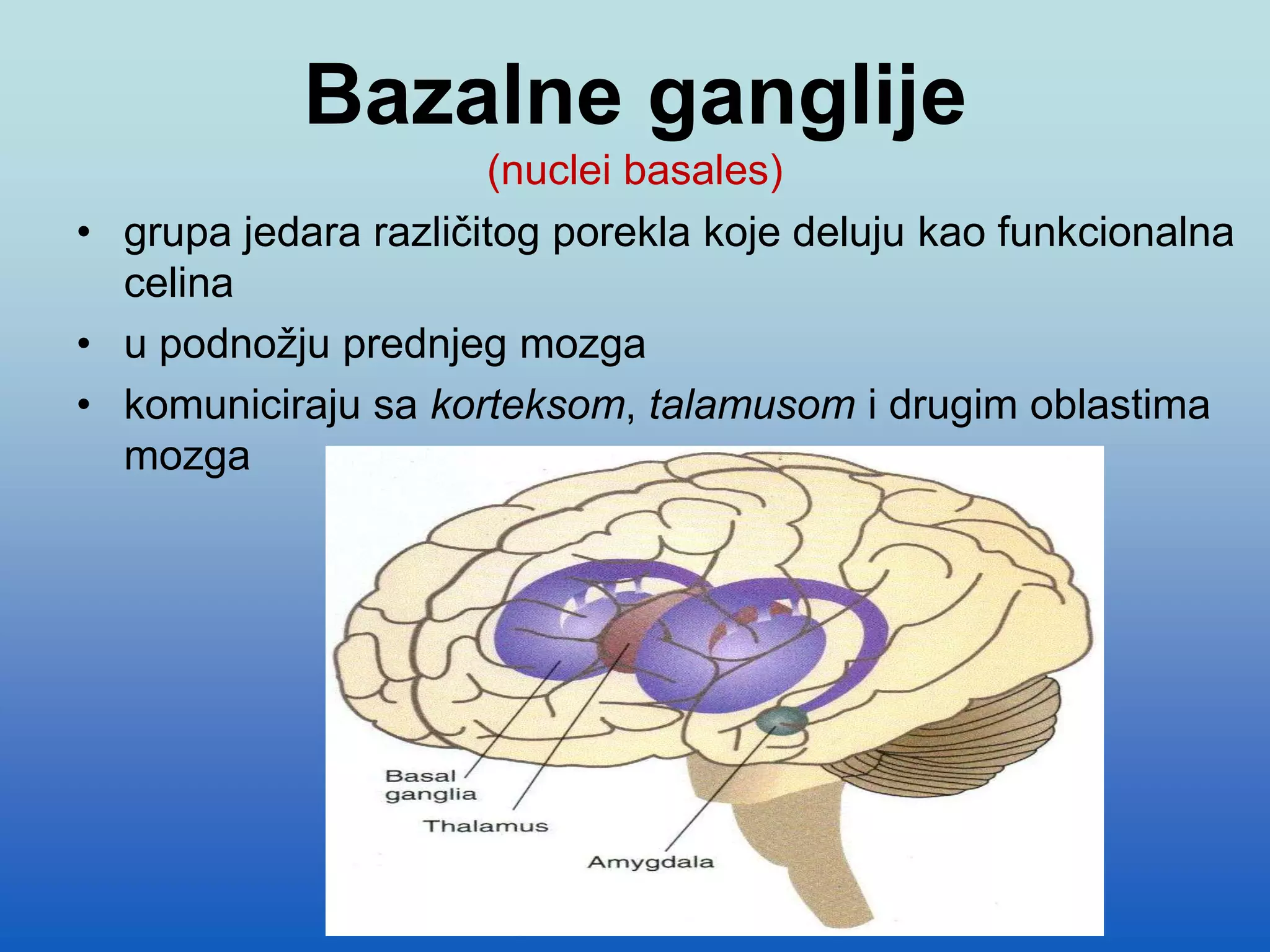 Anatomija CNS-a | PDF