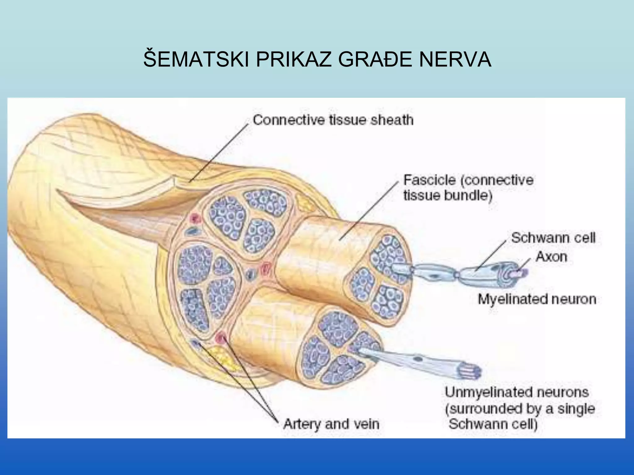 Anatomija CNS-a | PDF