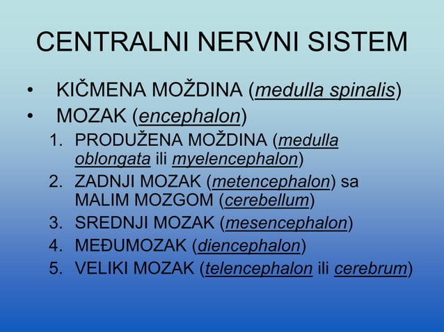 Anatomija CNS-a | PDF