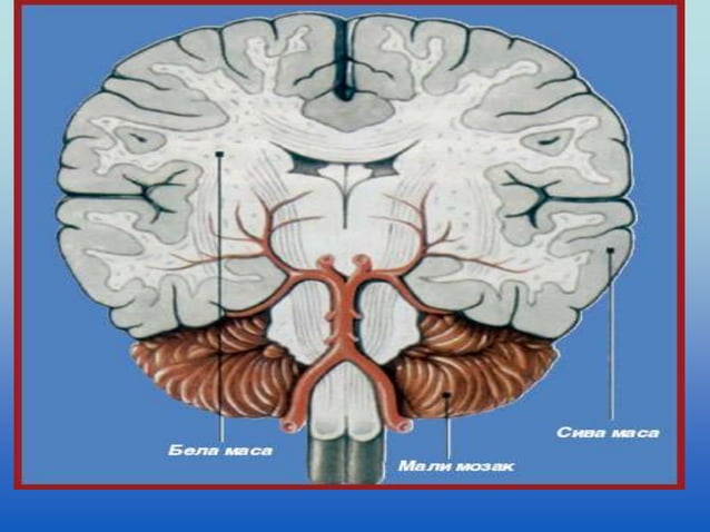 Anatomija CNS-a | PDF