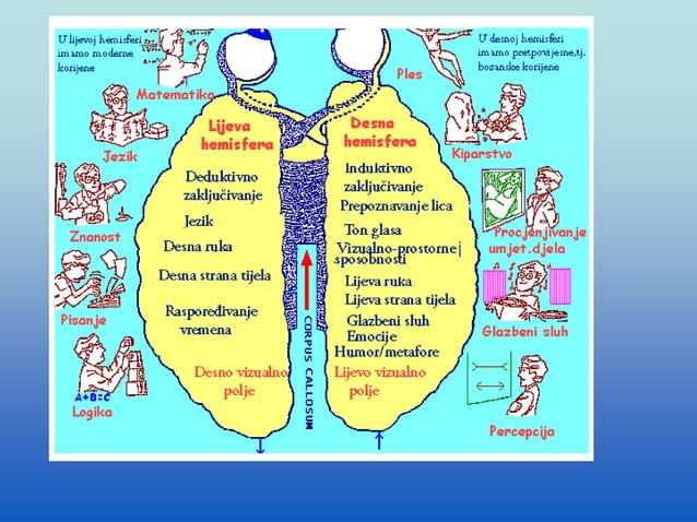 Anatomija CNS-a | PDF