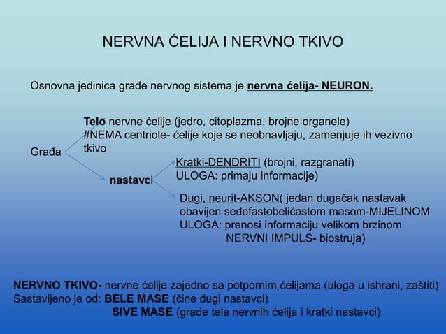 Anatomija CNS-a | PDF