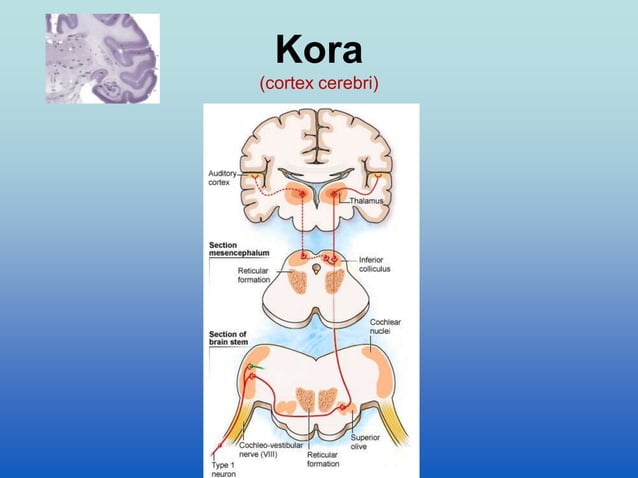 Anatomija CNS-a | PDF