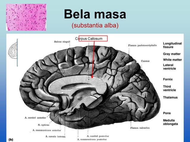 Anatomija CNS-a | PDF