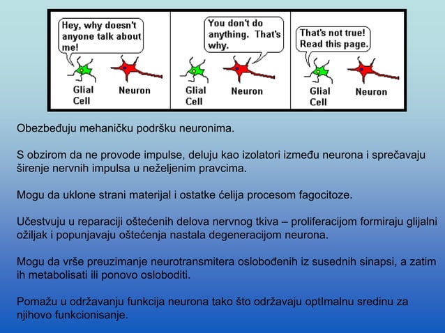 Anatomija CNS-a | PDF