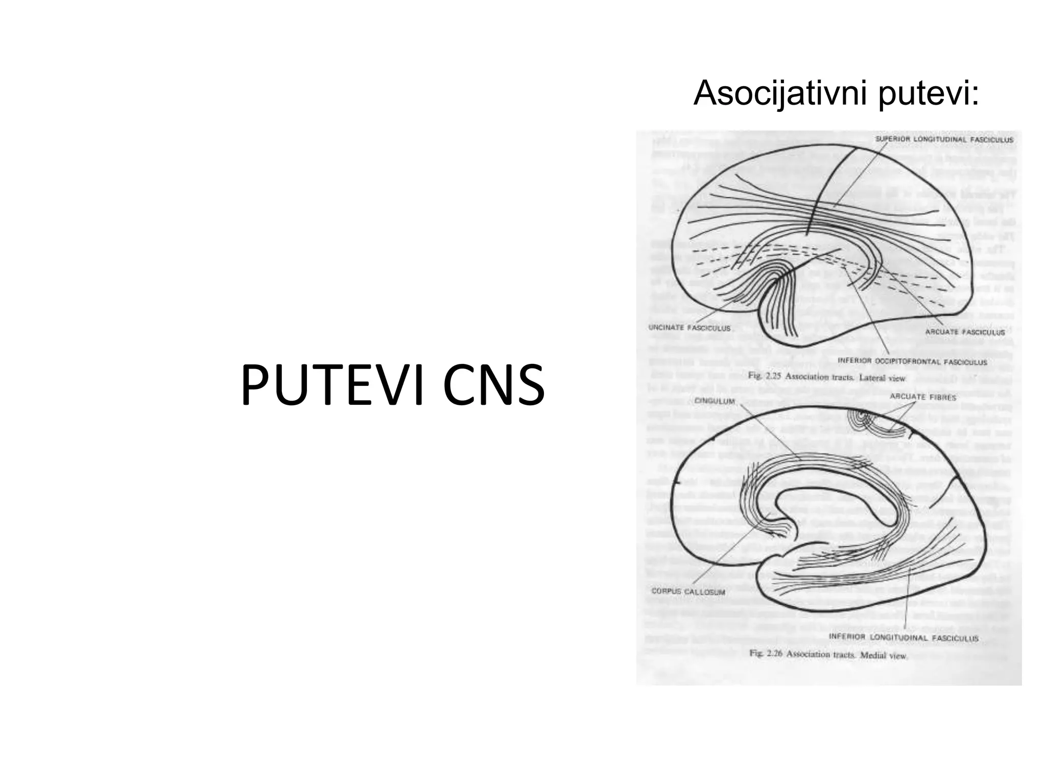 Anatomija ns | PDF