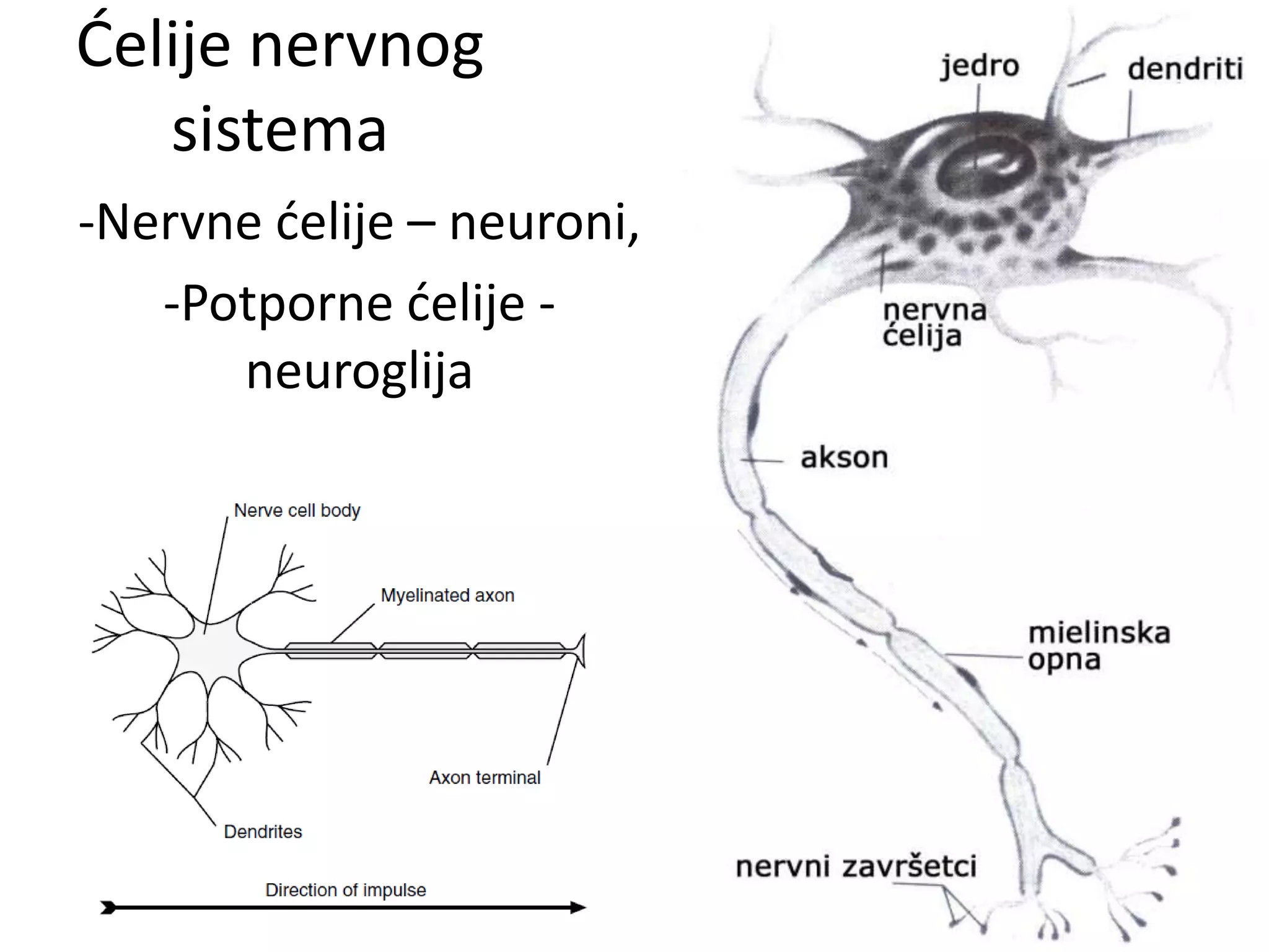 Anatomija ns | PDF