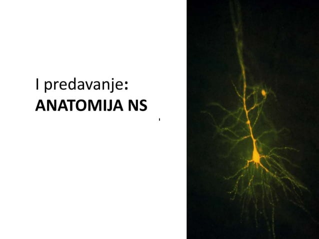 Anatomija ns | PDF