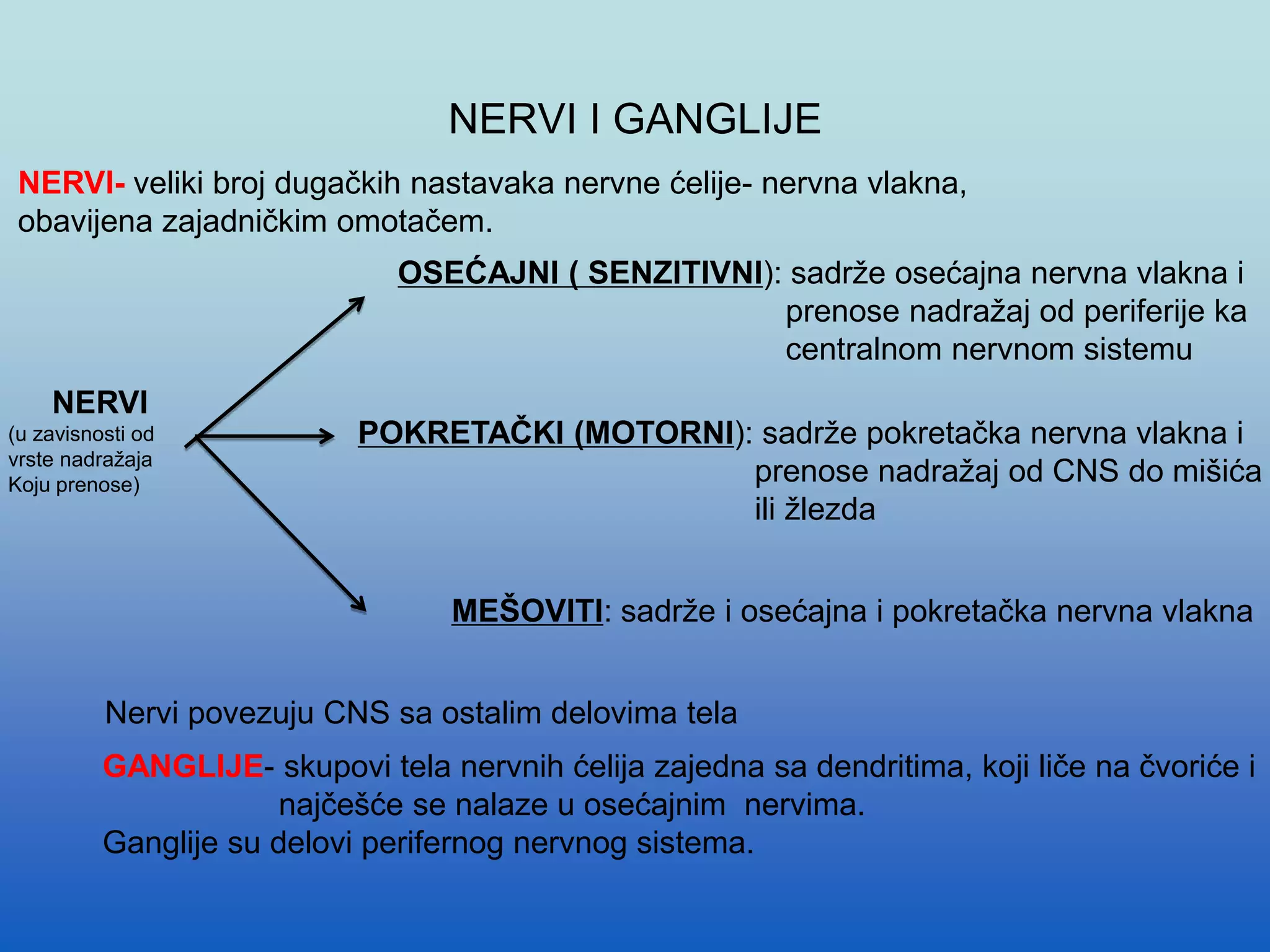 Anatomija nervnog sistema | PDF
