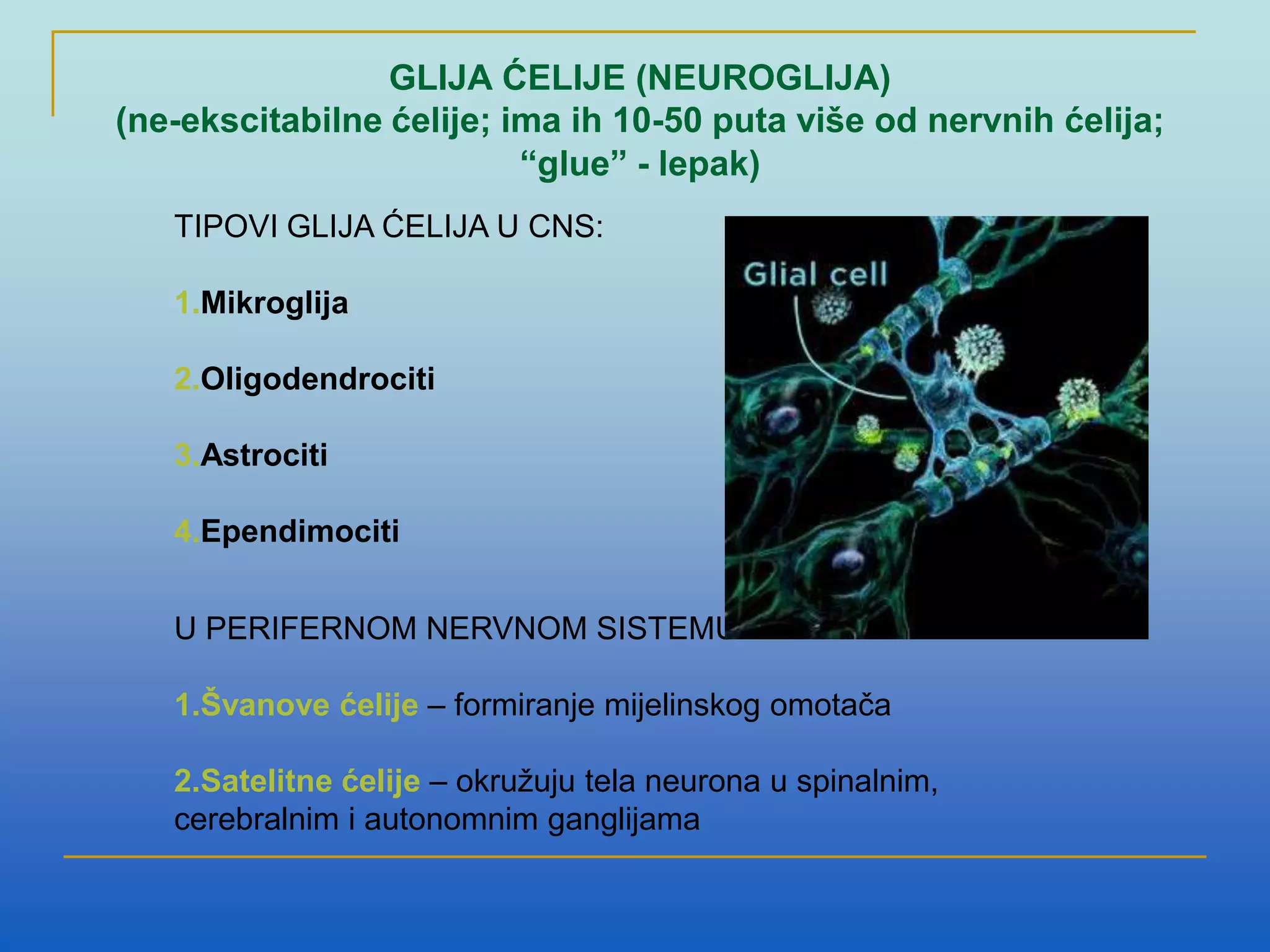 Anatomija nervnog sistema | PDF