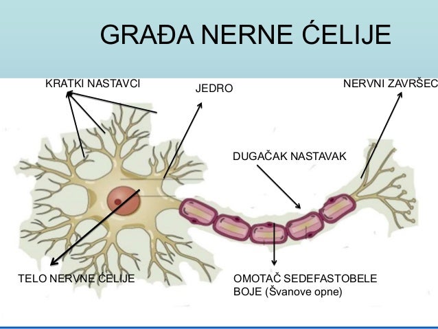 Anatomija nervnog sistema
