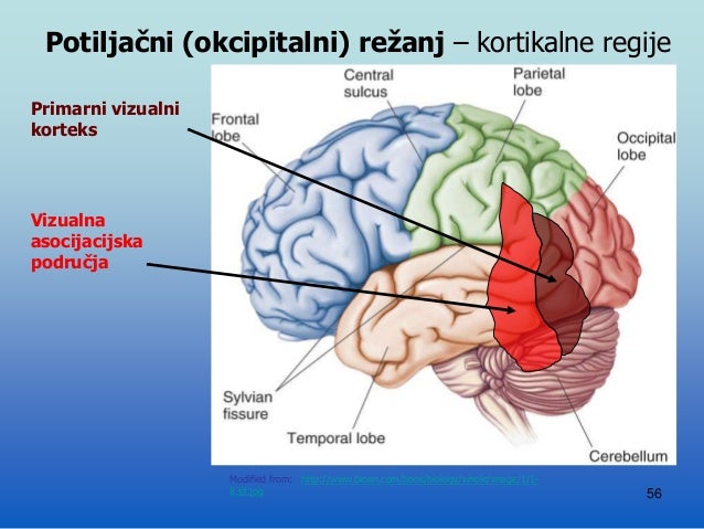 Anatomija nervnog sistema