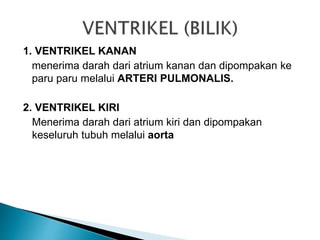 ANATOMI JANTUNG.pptx