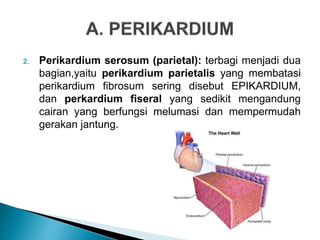 ANATOMI JANTUNG.pptx