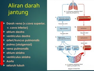 Anatomi Jantung pada manusia pada umumnya.pptx