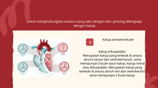 fisioterapi pada anatomi jantung kesehatan | PPT