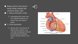 power point anatomi jantung (PPT Cardiology) | PPTX