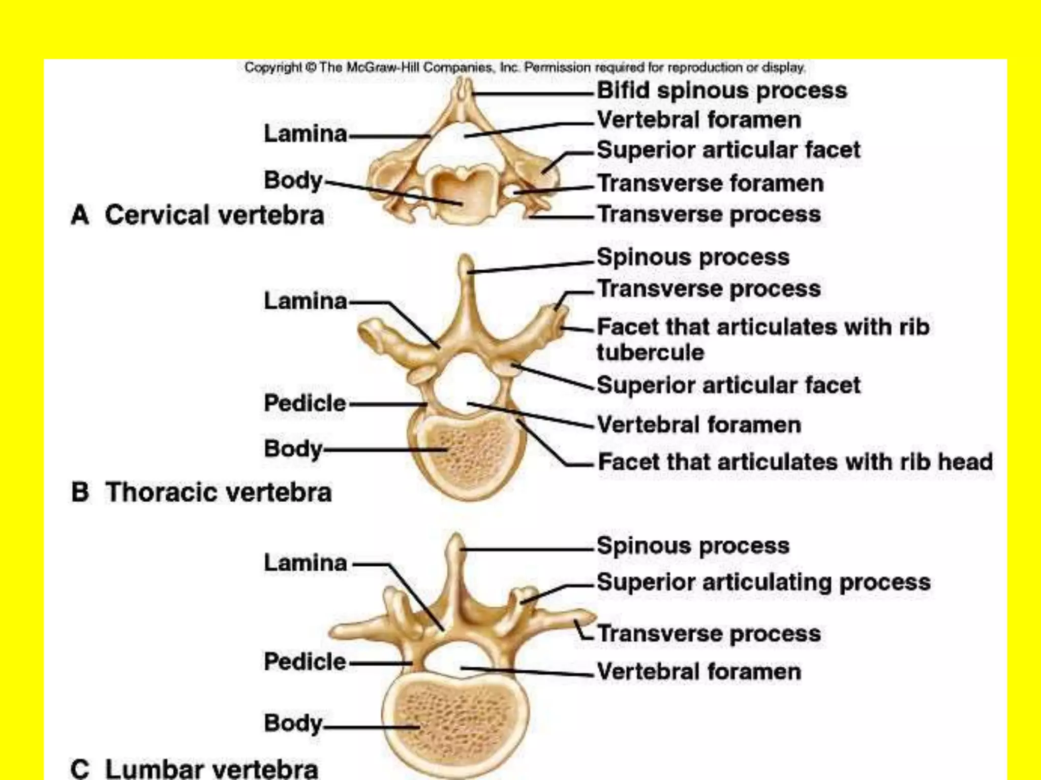 Anatomija segmenti tela | PPT