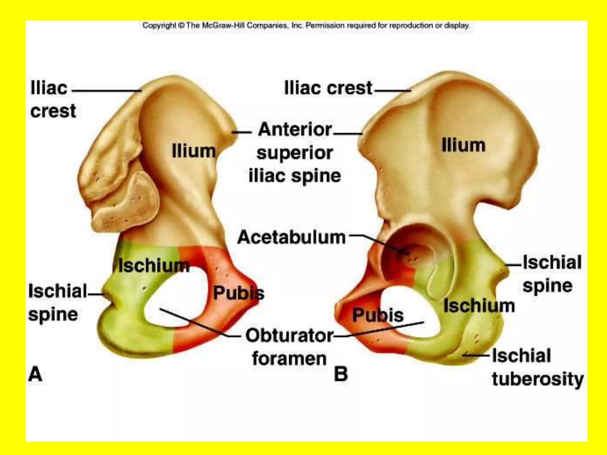 Anatomija segmenti tela | PPT