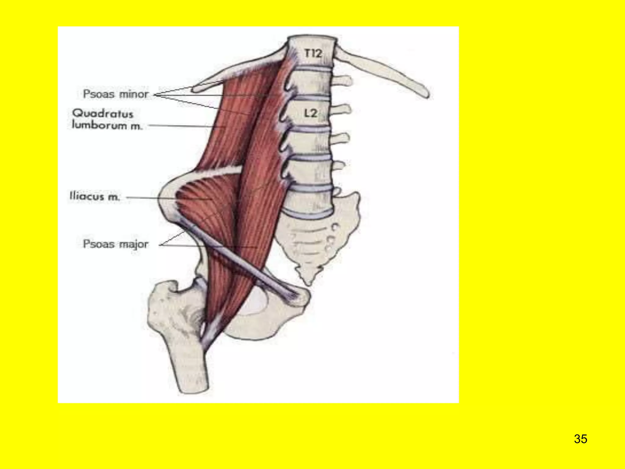 Anatomija segmenti tela | PPT