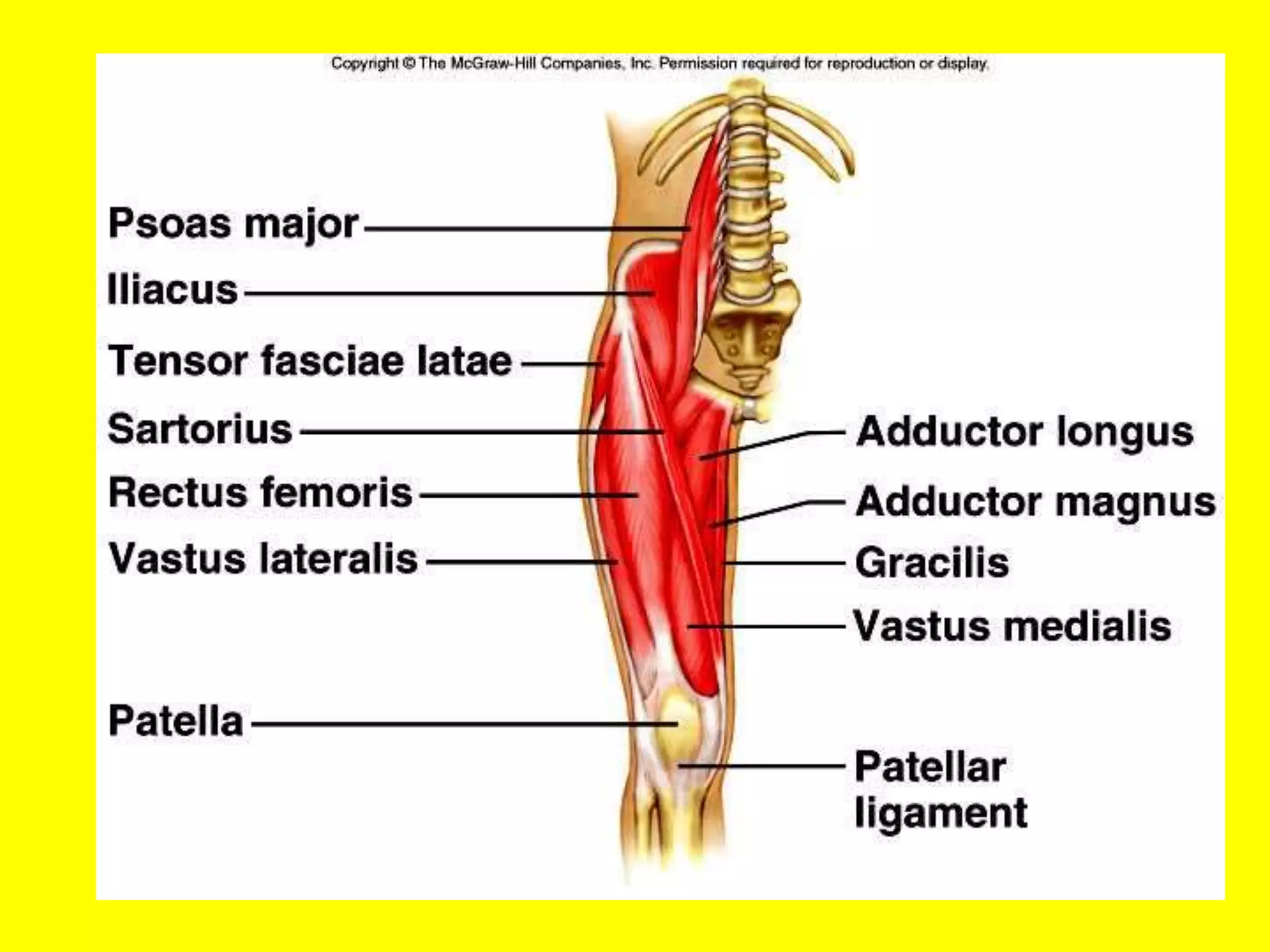 Anatomija segmenti tela | PPT