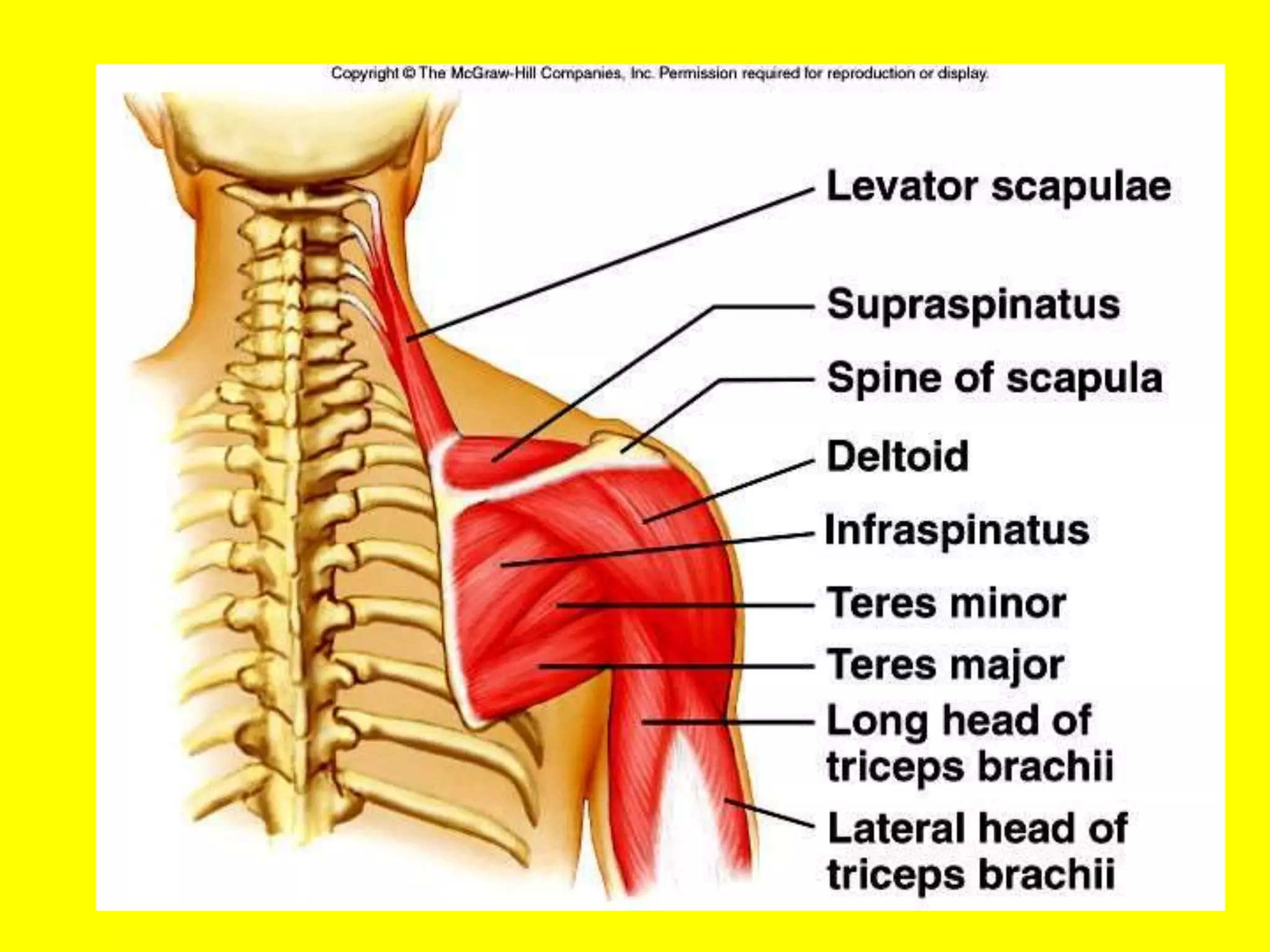 Anatomija segmenti tela | PPT