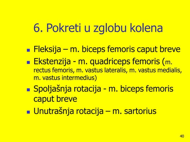 Anatomija segmenti tela | PPT