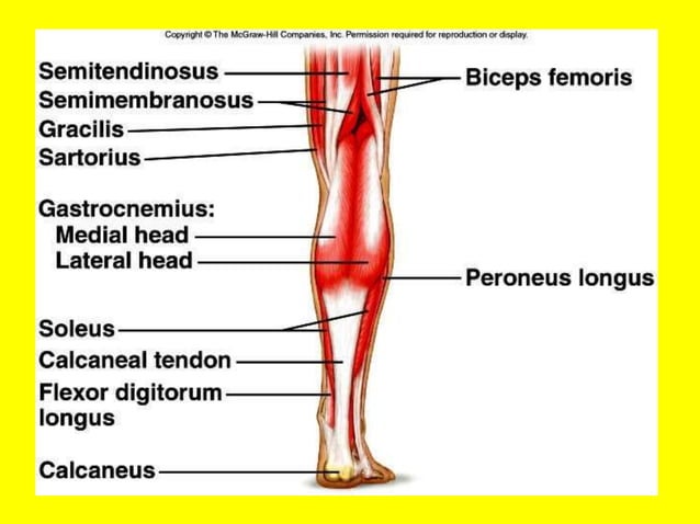 Anatomija segmenti tela | PPT