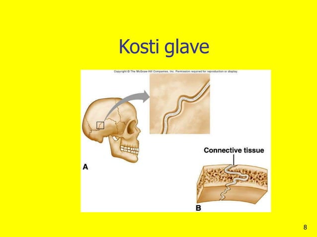 Anatomija segmenti tela | PPT