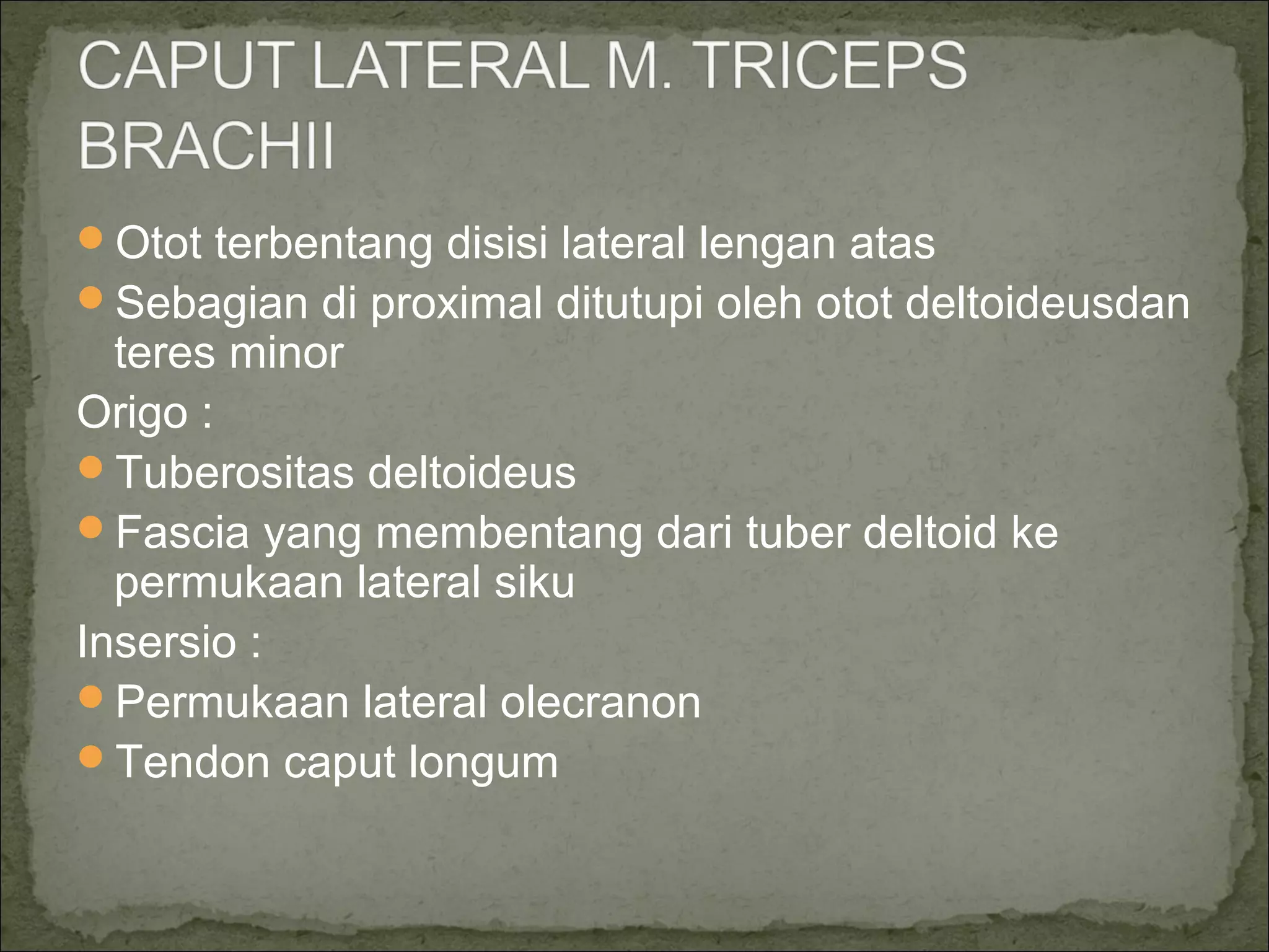 Anatomi kaki depan | PPT